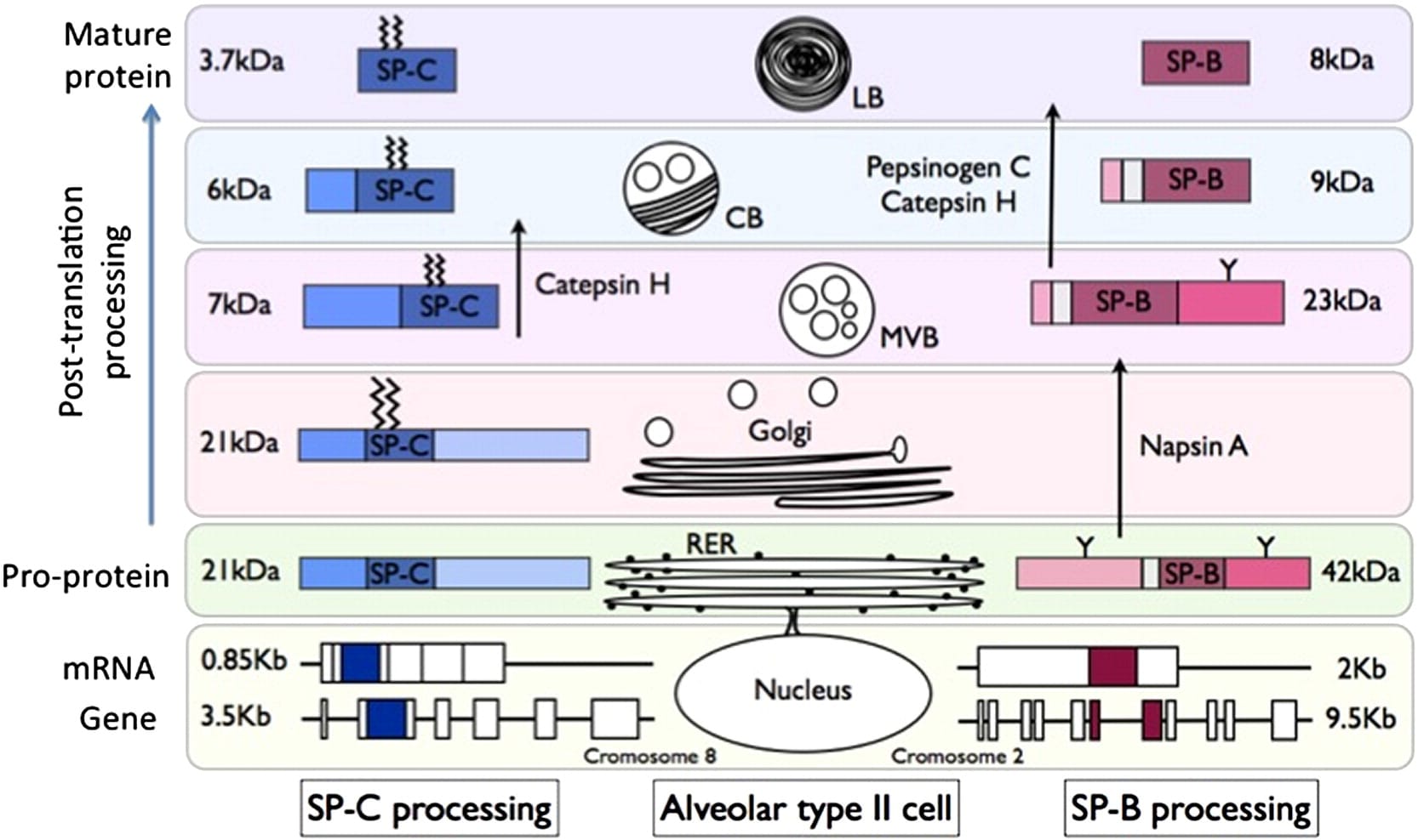 Structure-function relationships in pulmonary surfactant membranes ...