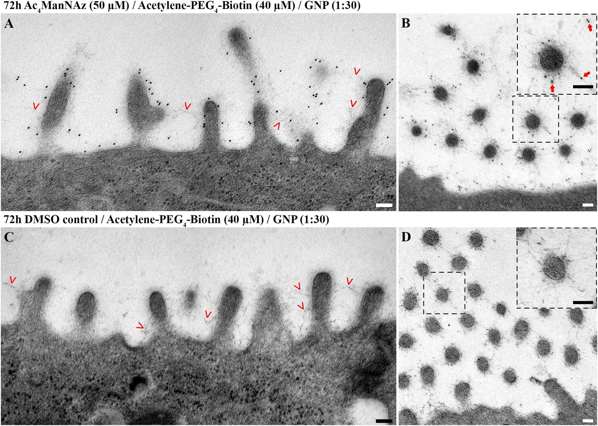 The alveolar epithelial glycocalyx and lung surfactant