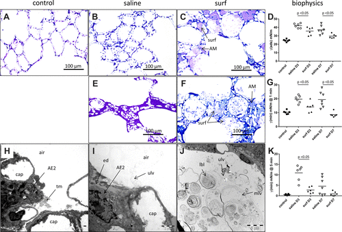 Surfactant replacement therapy reduces acute lung injury and collapse ...