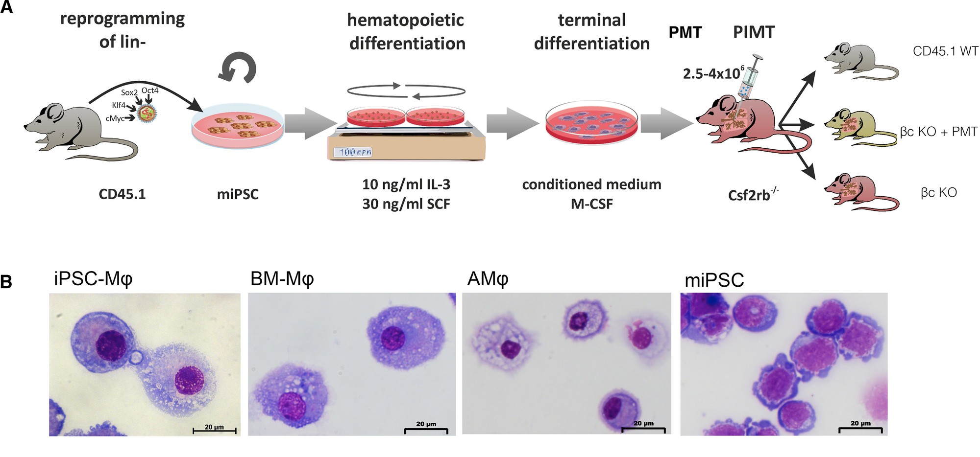 iPSC-Derived Macrophages Effectively Treat Pulmonary Alveolar ...