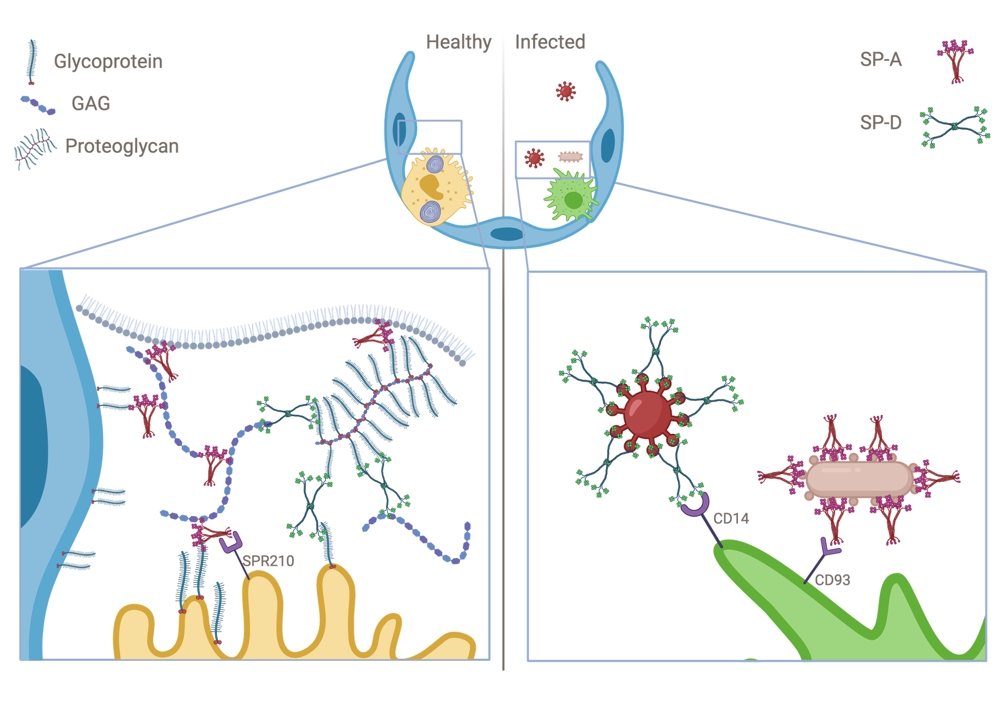 Multivalent, calcium-independent binding of surfactant protein A and D ...